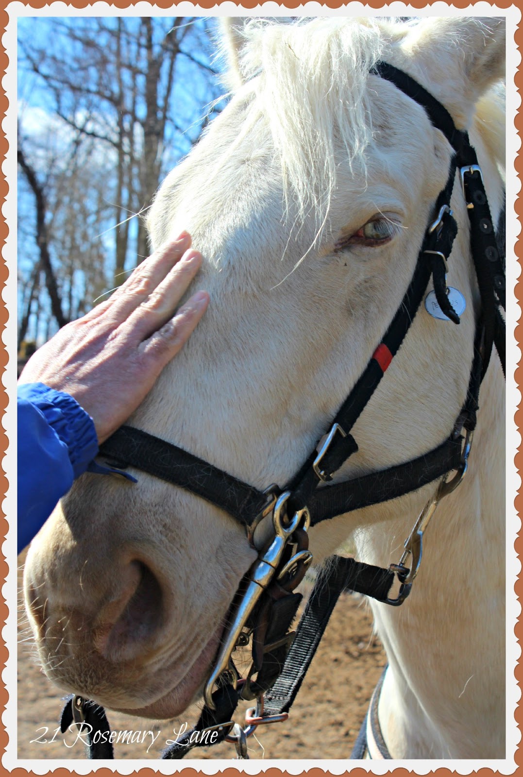 21 Rosemary Lane: Our Dude Ranch Getaway