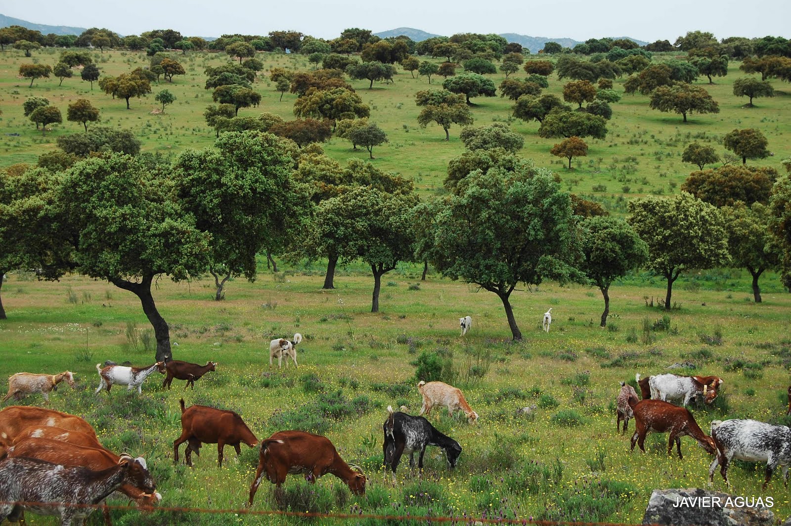 Lagartijo: EN PASTORÍA.