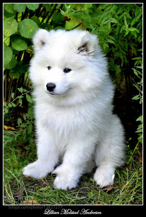 Beautiful Wight dogs