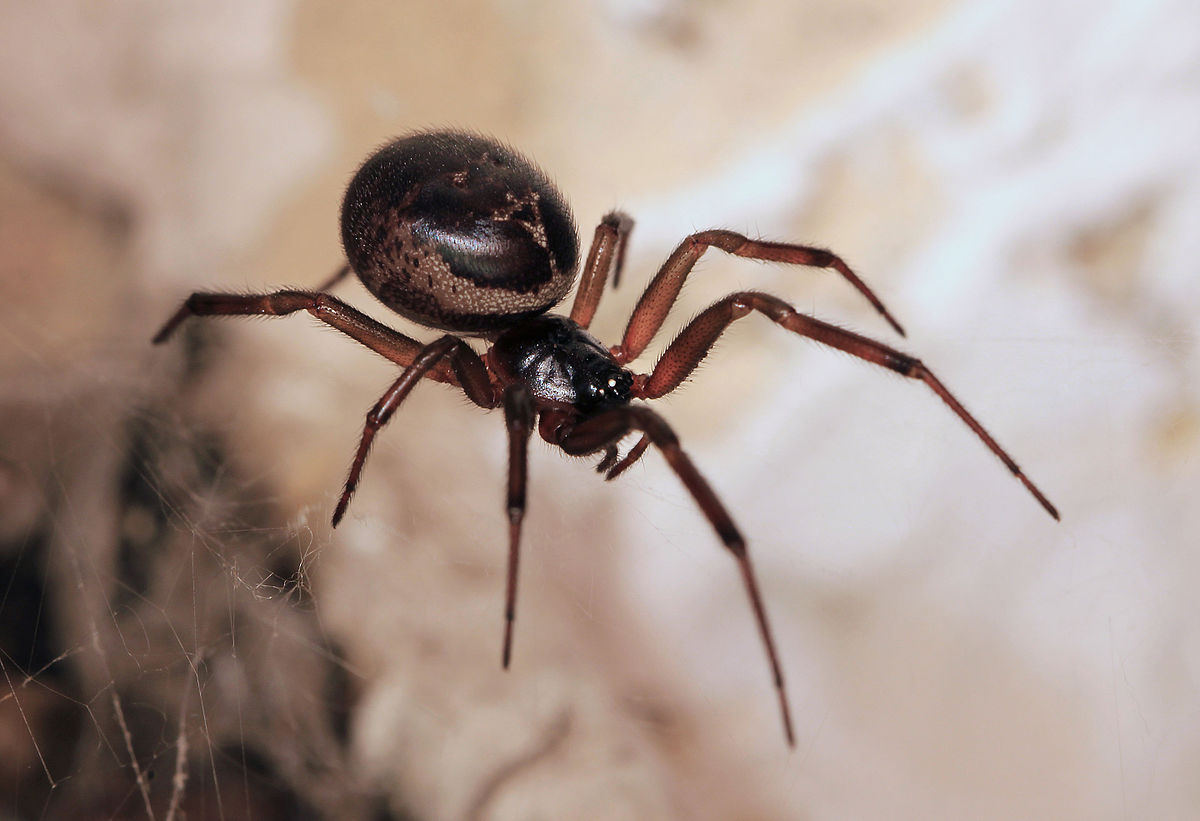 Plants, insects and animals: A short guide to invertebrates