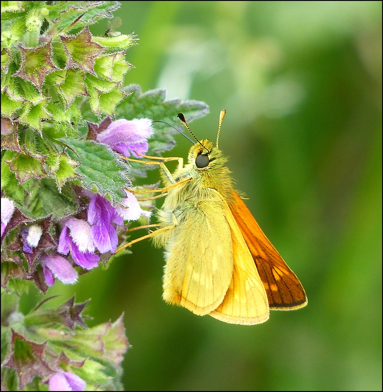 'Our' On-Line Diary: The Scarce Small Skipper Butterfly aka the Essex ...