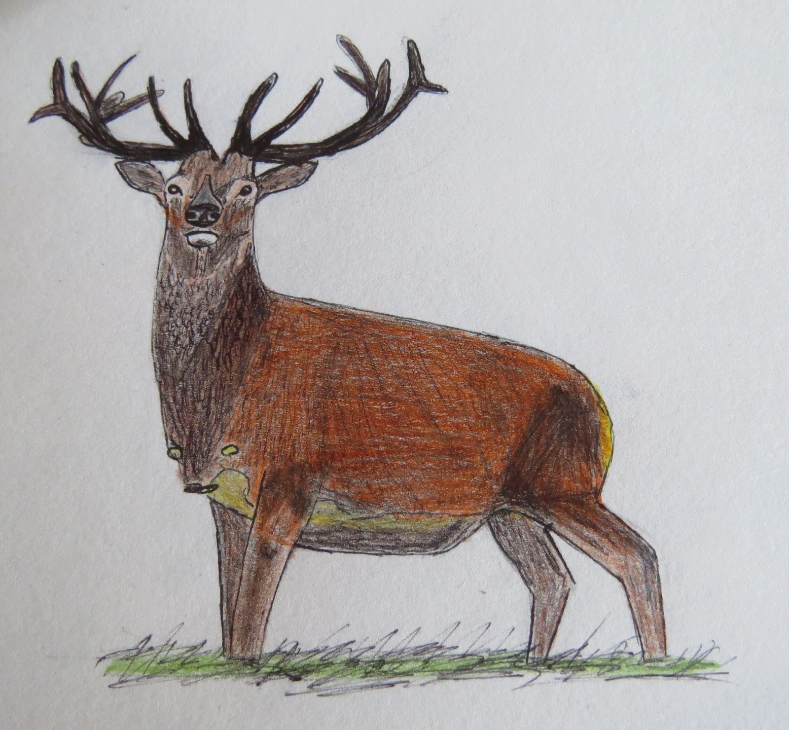 The Autistic Naturalist: How To Draw: Deer