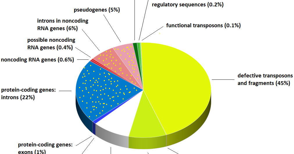 Sandwalk: What's In Your Genome? - The Pie Chart