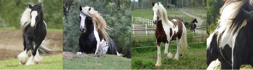 Gypsy Vanner Fans: História : Como os nossos cavalos favoritos surgiram
