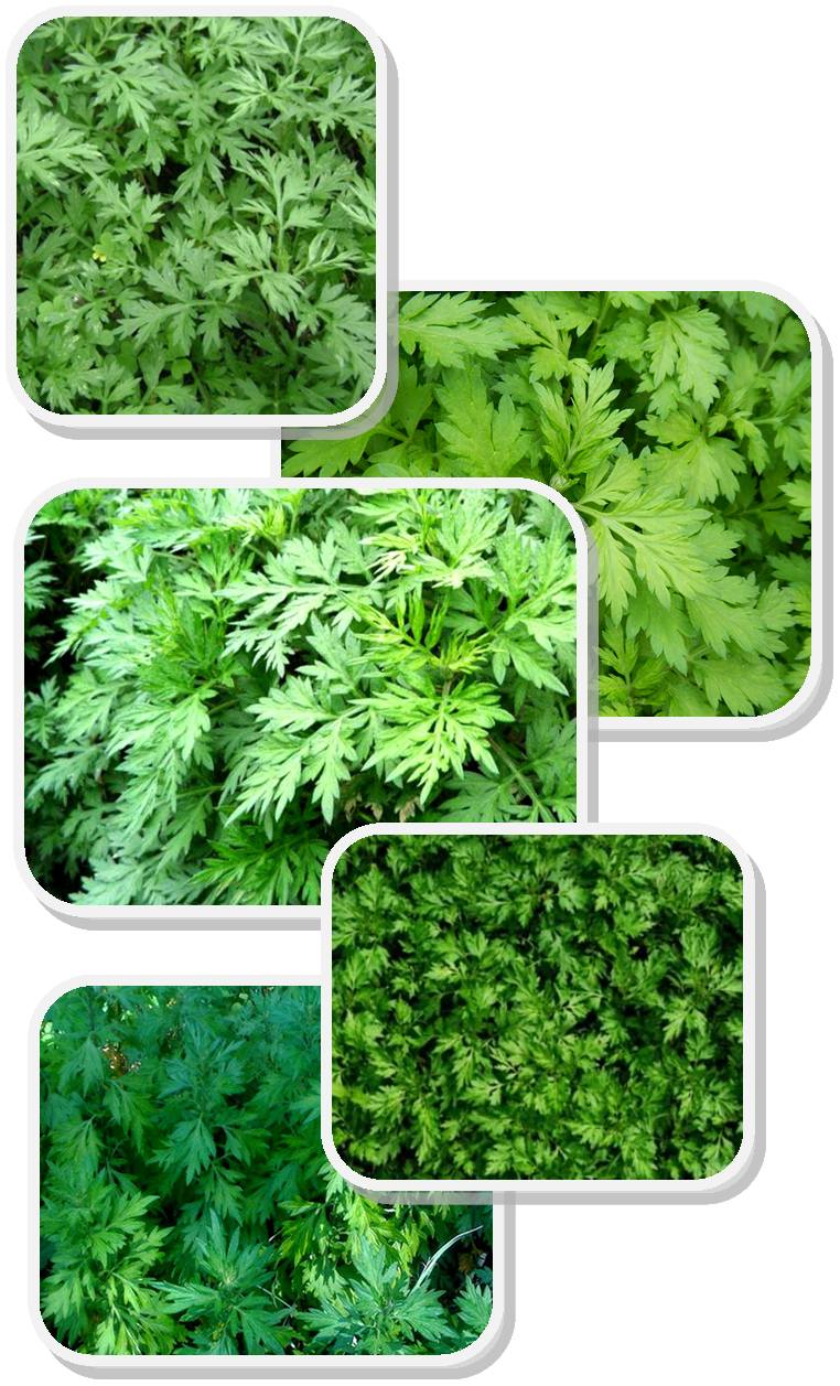 Mugwort's Dreams: Mugwort - Simple, Yet Very Special Plant