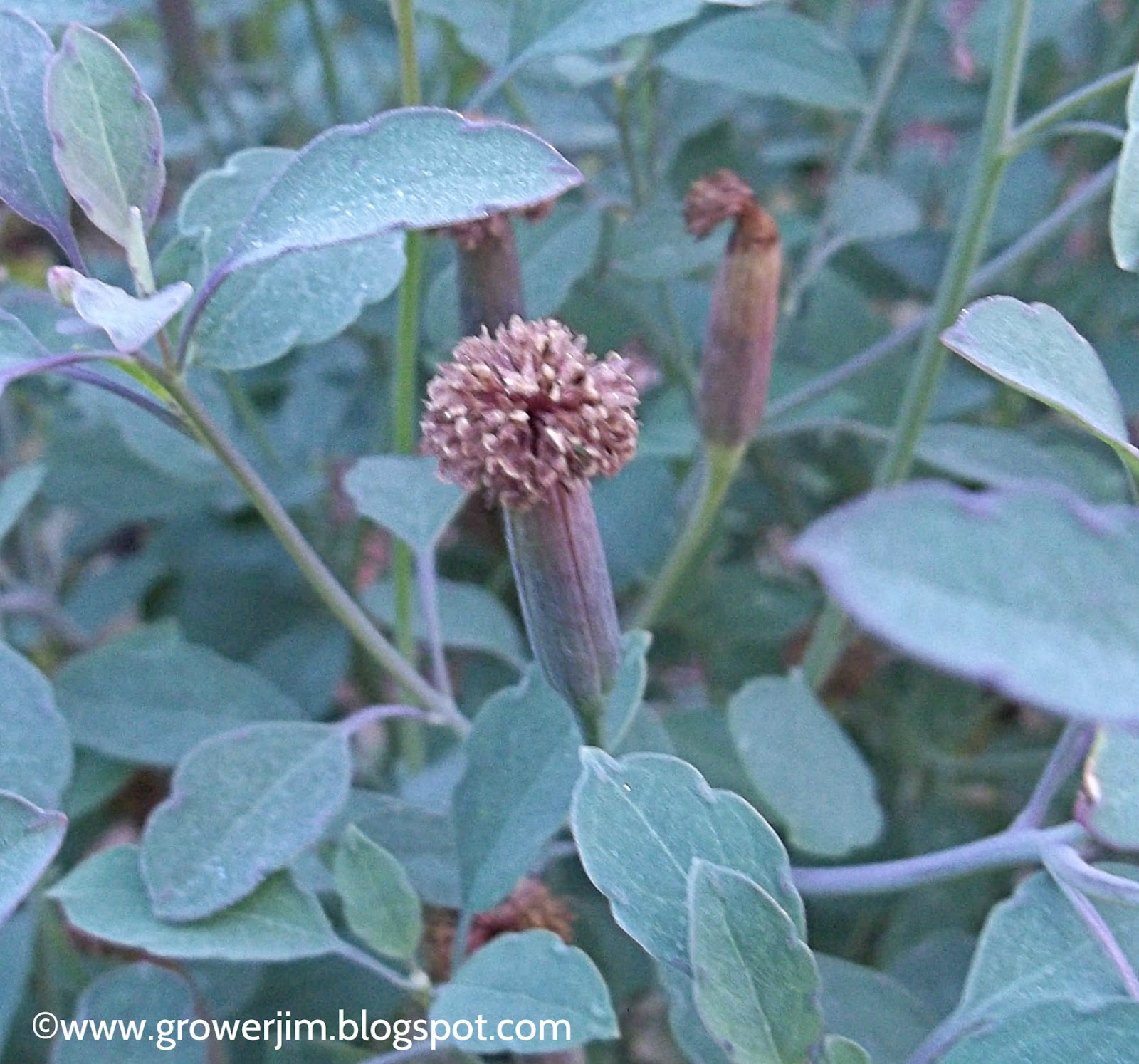 Garden Adventures: Quilquina (Porophyllum ruderale ssp. ruderale)