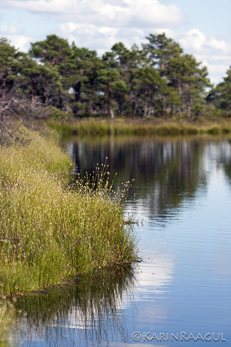 Karin Raagul fotoblogi: Marimetsa rabas