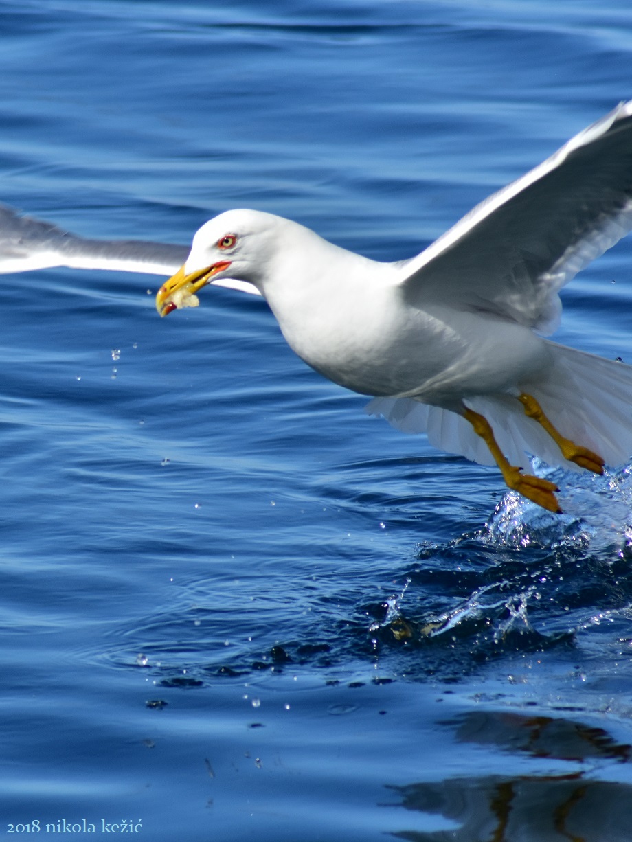 Galeb i ja (2) - ISSA-VIS-Kut