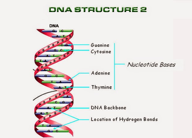 Knowledge Class: Watson And Crick Model Of DNA