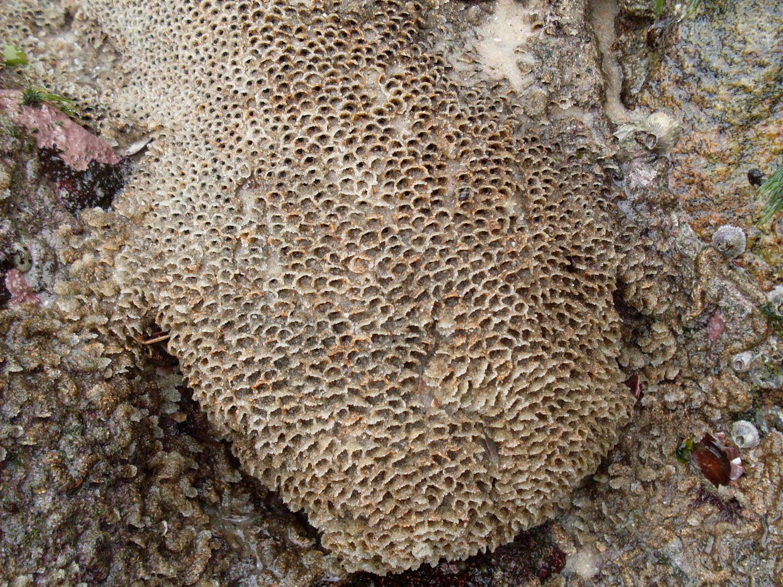 BIOFLAGRANTES*: ESPONJA CALCÁRIA