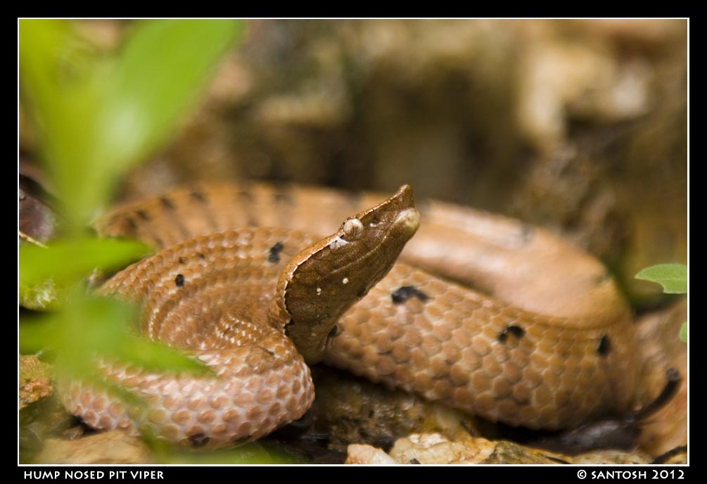 Huchchara Santhe: Snakes from Goa