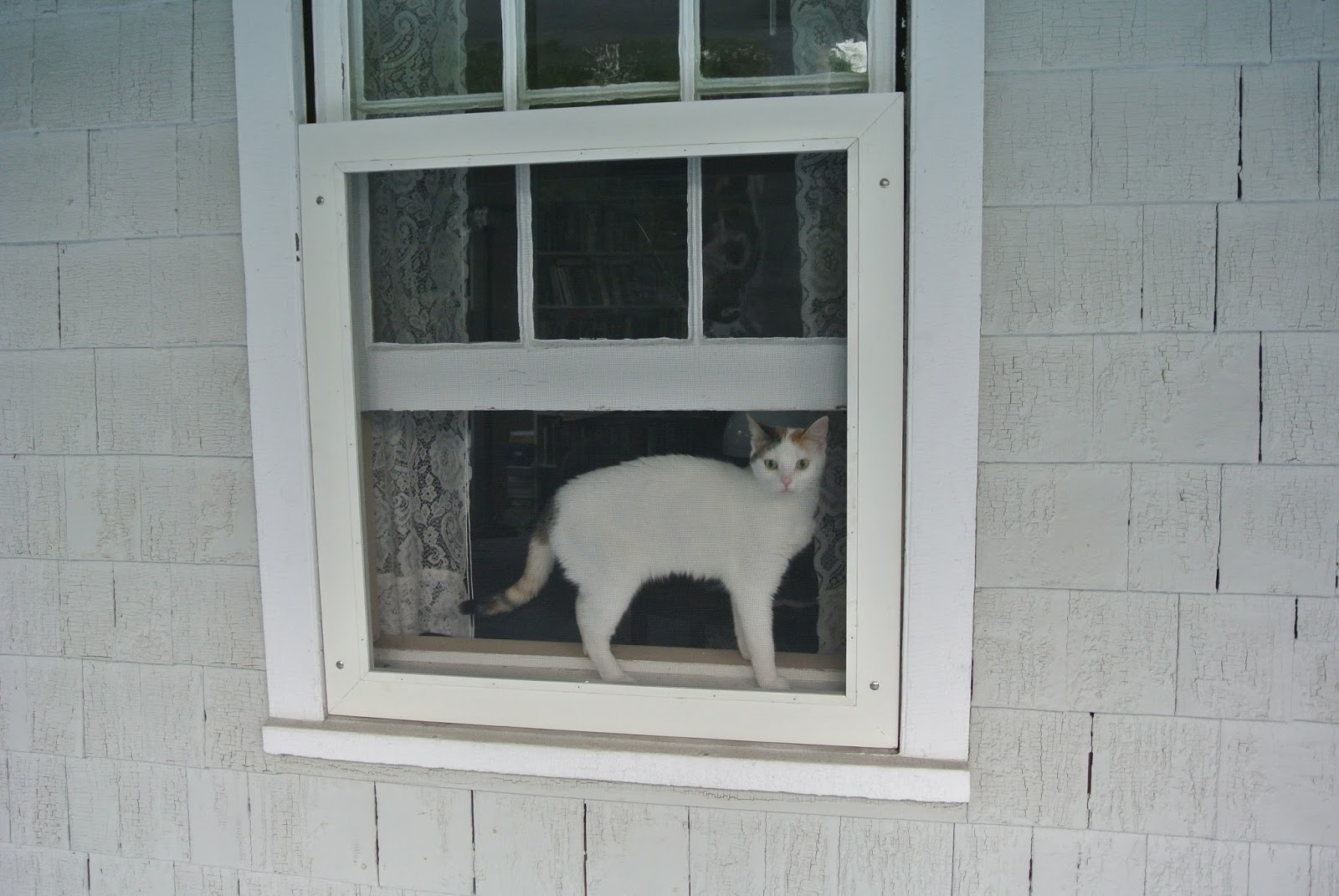 Life at Pugsley: How to make wood window screens 11: Installing the ...