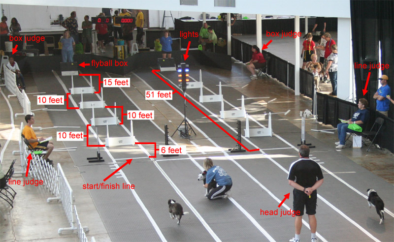 All about Flyball - Drag Racing for Dogs | Australian Dog Lover