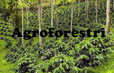 Pengertian Lengkap Agroforestri dan Wanatani - Batik Honest