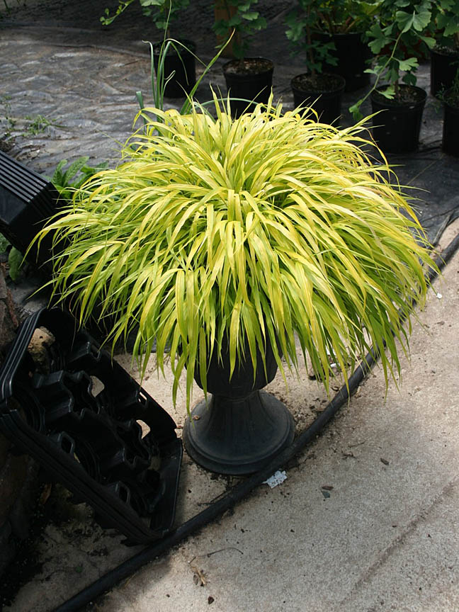 Baldwin Nurseries: Perennials, shrubs, trees for Nova Scotia Gardeners ...