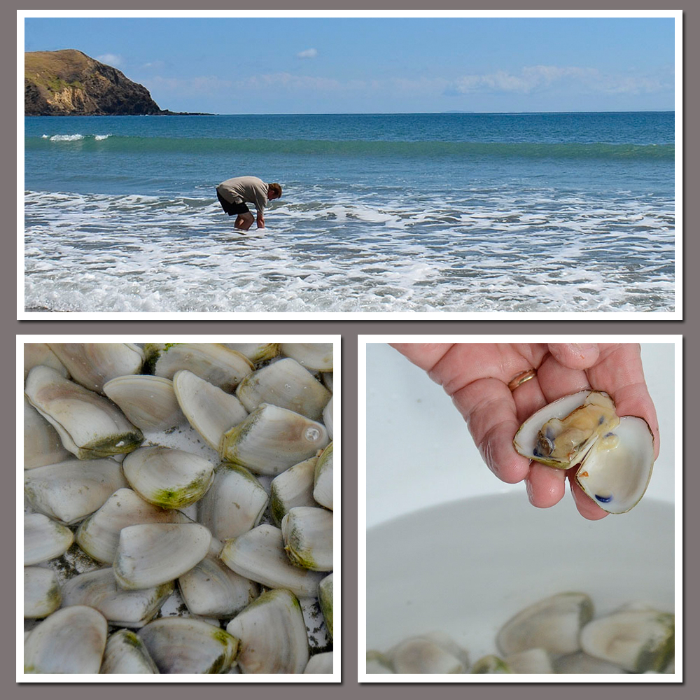 Two Go Tiki Touring: Tuatua- Bounty From The Sea