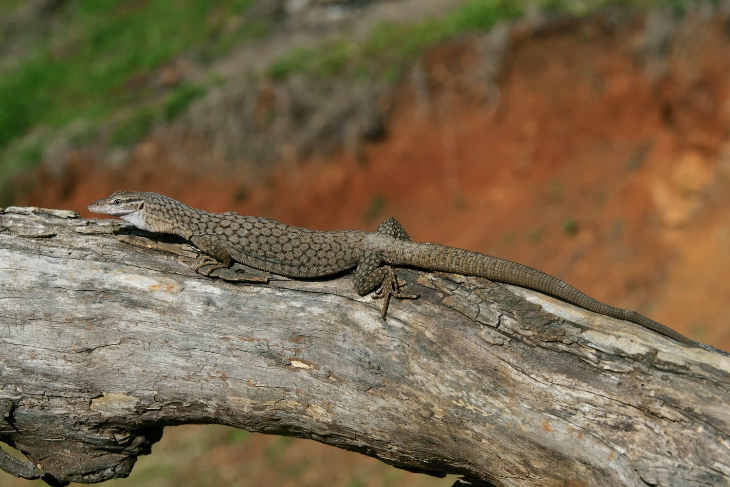 Jenis - jenis atau Macam - macam Varanidae / Varanus / Varanatic ...