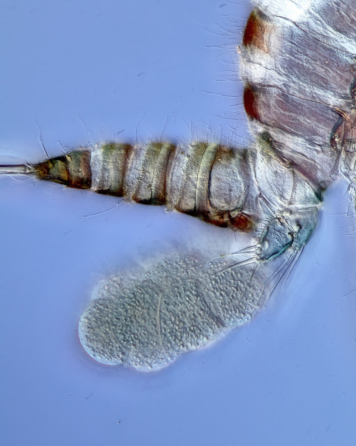 Rafael Microfauna Marina: Benthic Copepod (Harpacticoida)