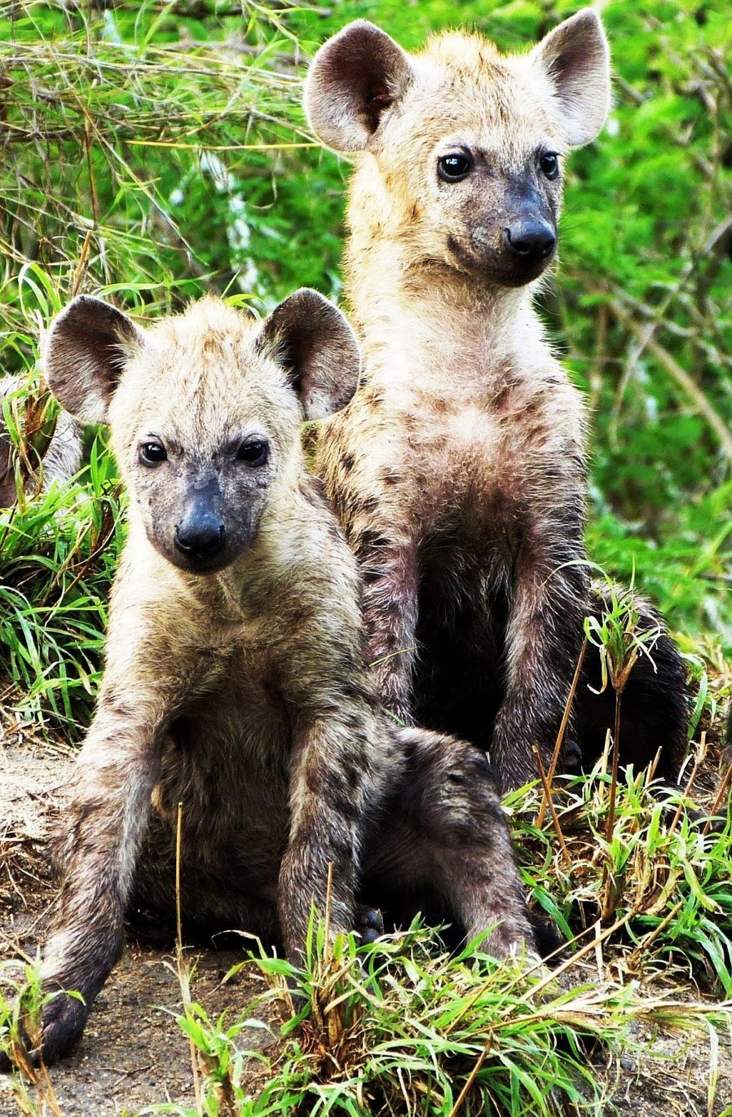 National Animal of Lebanon - Striped Hyena