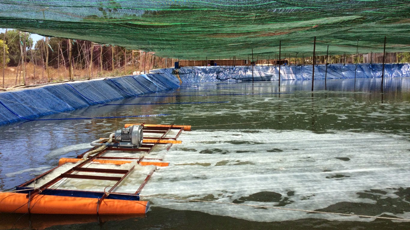 SOP Budidaya Lele Dengan Sistem Bioflok/ Bioflok | 'Azolla' Fish Farm