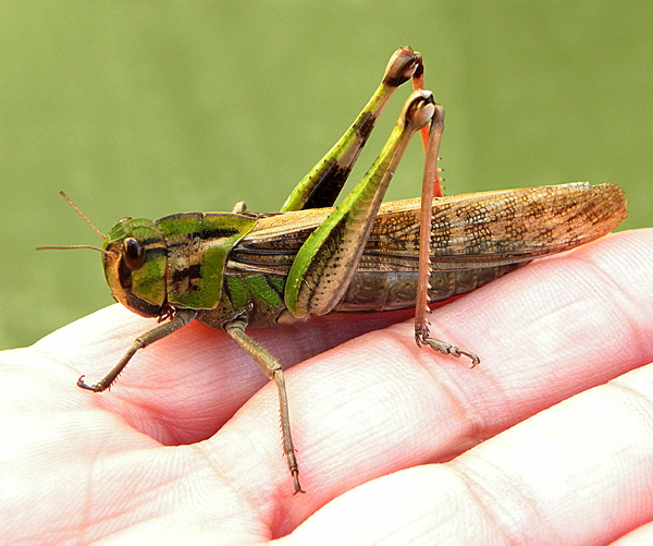 FOTO NATURA HUESCA 2: LANGOSTA MIGRATORIA Locusta migratoria Carl von ...