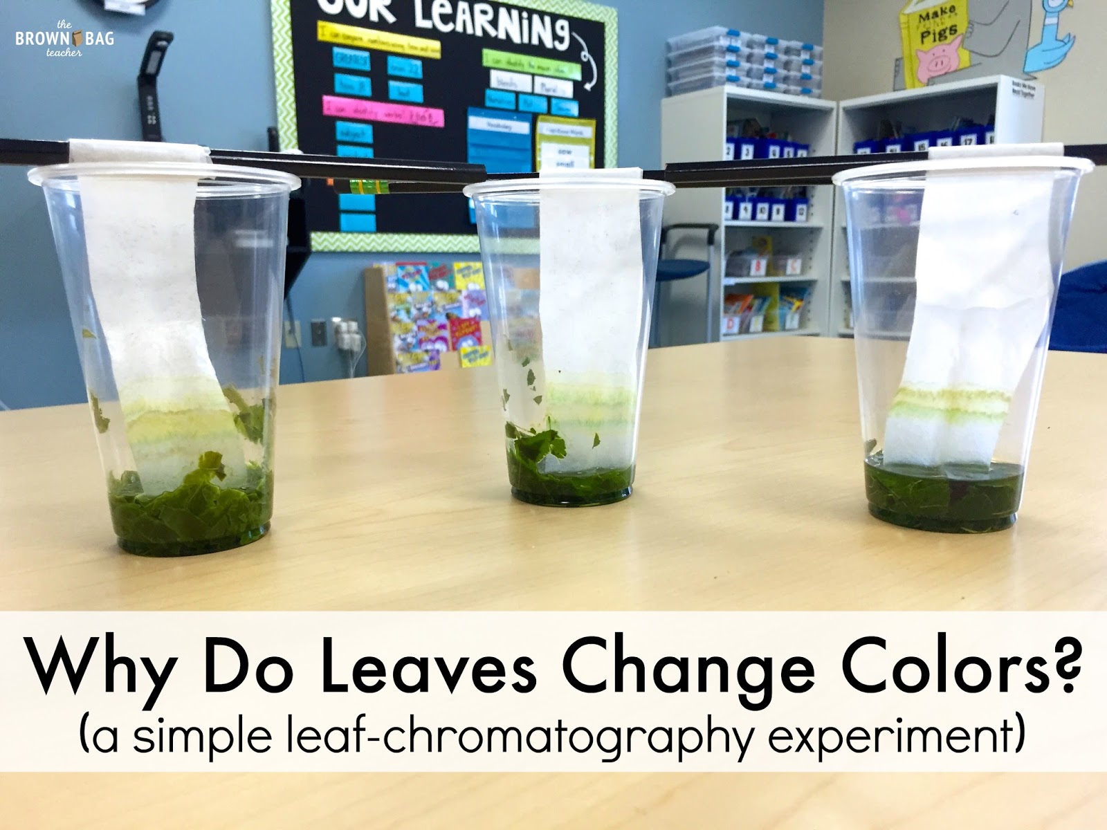 Leaf Chromatography: Why do leaves change color? | The Brown-Bag ...