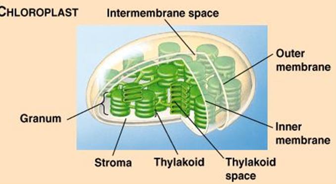 MEKANISME FOTOSINTESIS