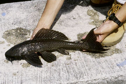 Fishes Images: Armorhead catfish