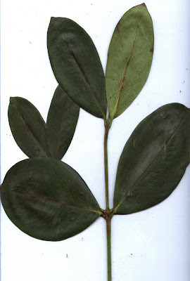 Carallia brachiata | Flowering Plants and Pictures