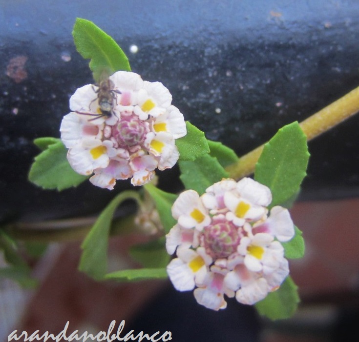 arbustosensevilla-encinarosa: Phyla nodiflora – Lippia repens - Planta ...