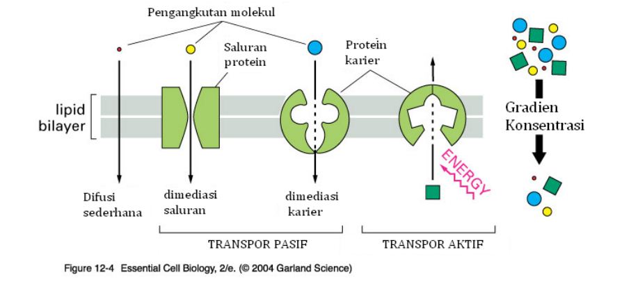 Pengertian Transpor Aktif