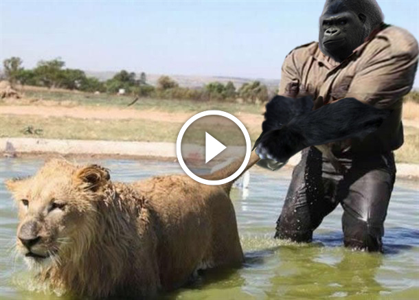 Lion vs Rhino !!! Amazing Fight - My Beautiful clips