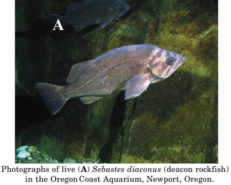 Species New to Science: [Ichthyology • 2015] Sebastes diaconus • A New ...