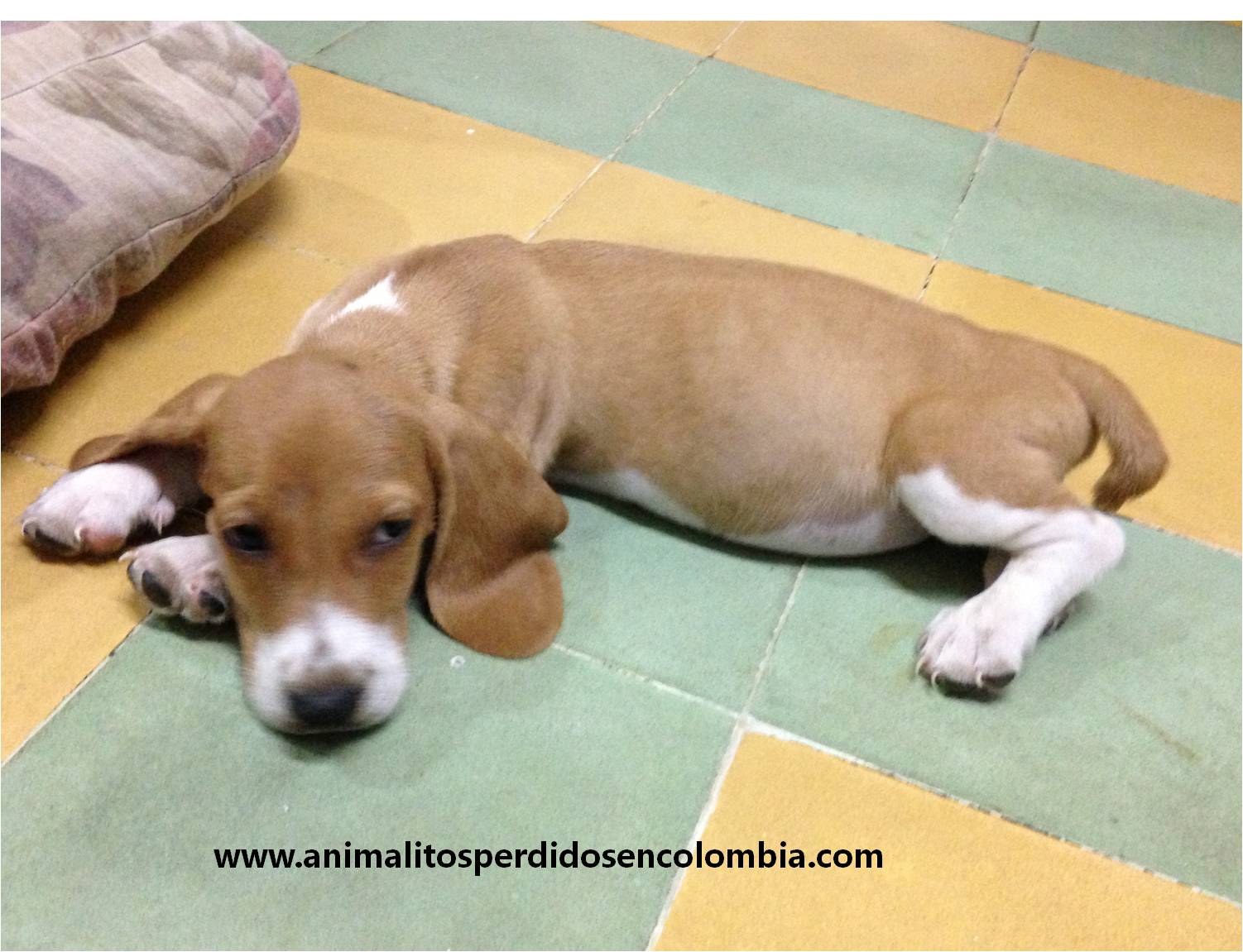 Animalitos Perdidos en Colombia: PERDIDO CUCUTA-PERRO BEAGLE LIMON LA ...