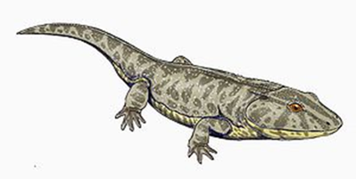 Notion of Evolution: Evolution of the Pentadactyl Limb