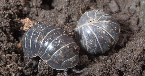 CORPO DE POEMA: BICHO-DE CONTA