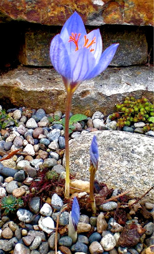 Urban Landscape, Native Landscape: Crocus kotschyanus