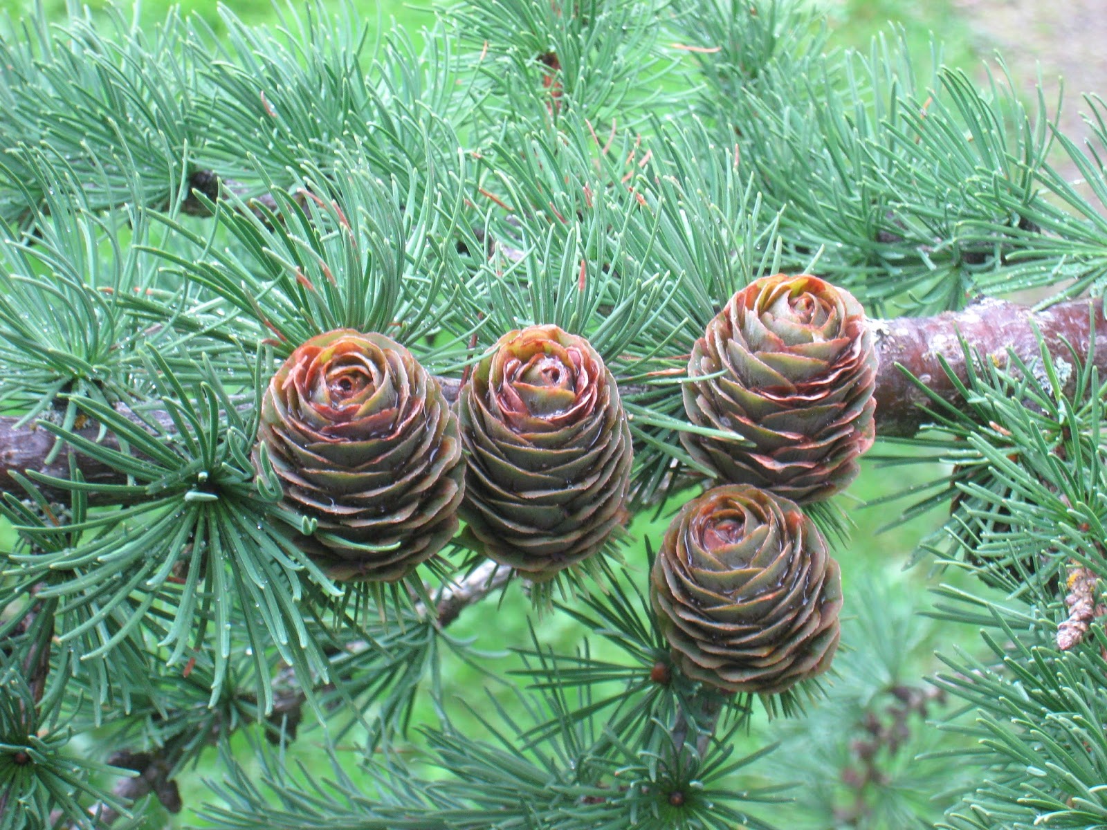 Trees Planet: Larix kaempferi - Japanese Larch
