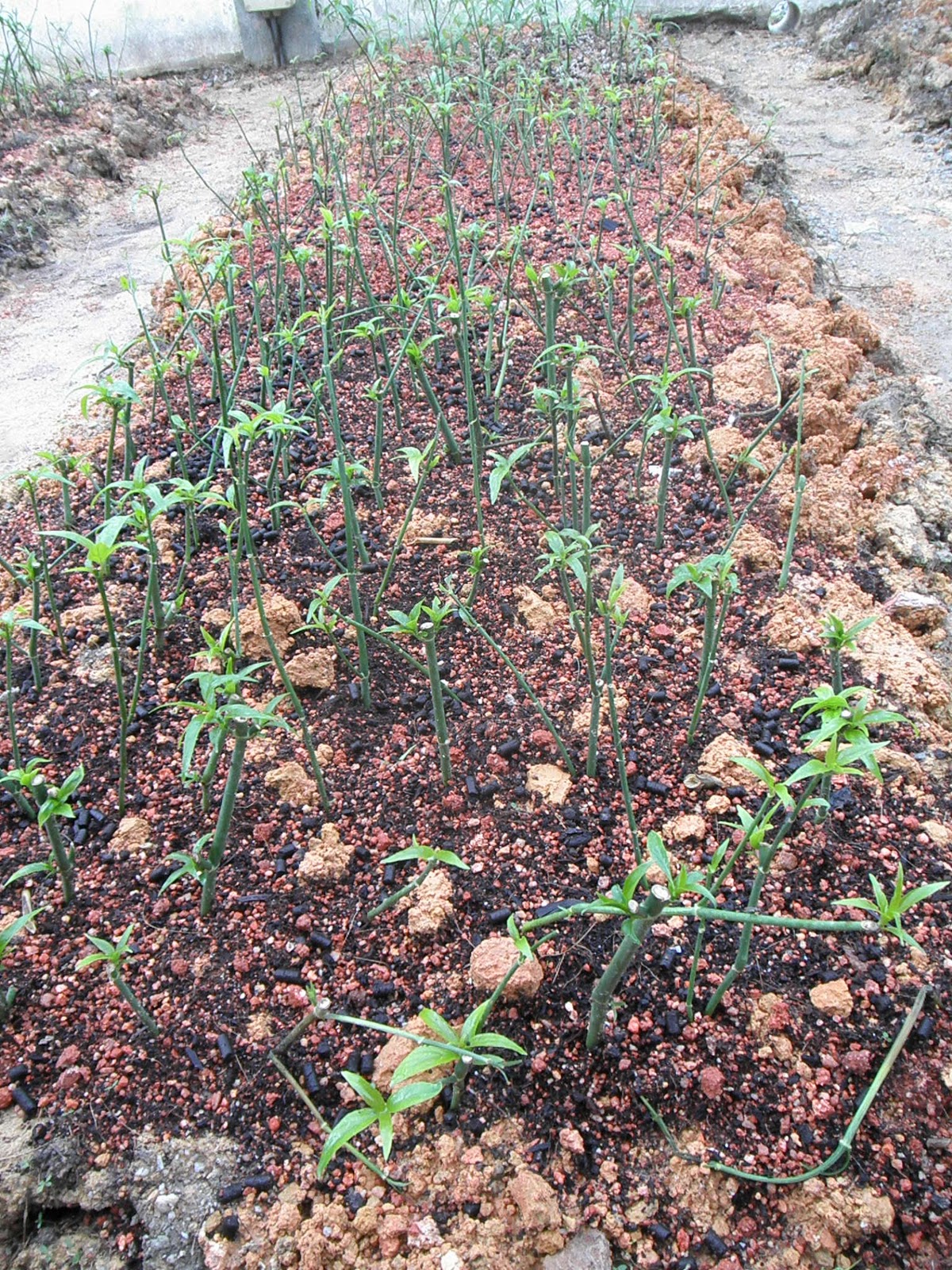 Sabah Snake Grass SSG: Photo Gallery - SSG