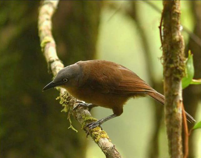 Sri Lankan Endemic Birds: Alu Demalichcha - The Ashy-Headed Laughing ...