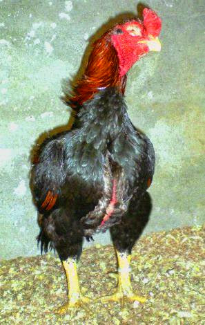 EL ESTÁNDAR DE LOS GALLOS ASILES DE PELEA