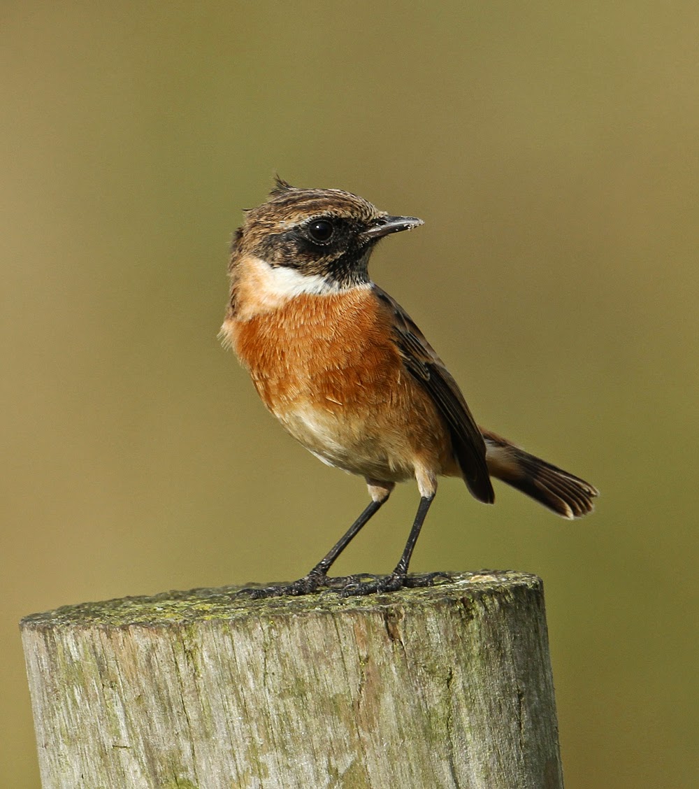 CAMBRIDGESHIRE BIRD CLUB GALLERY: Stonechat