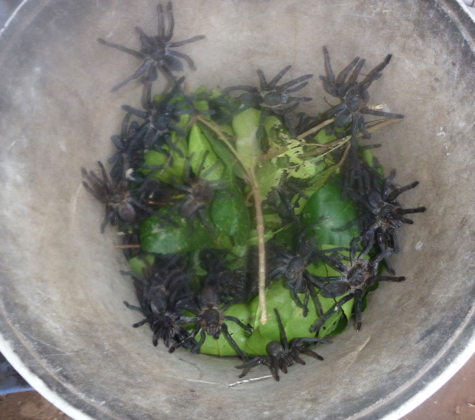 Berny eats the world...: Cambodia - Summer 2013