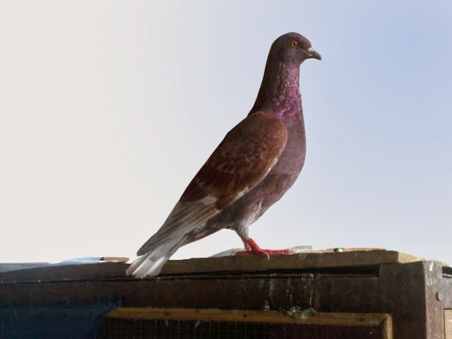 Juara 1 Lomba Utama Merpati Balap Krawang Cup II | Merpati Balap