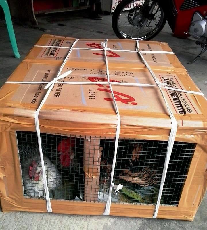 saung ayam hias bogor: ragam model kemasan untuk kirim ayam hias
