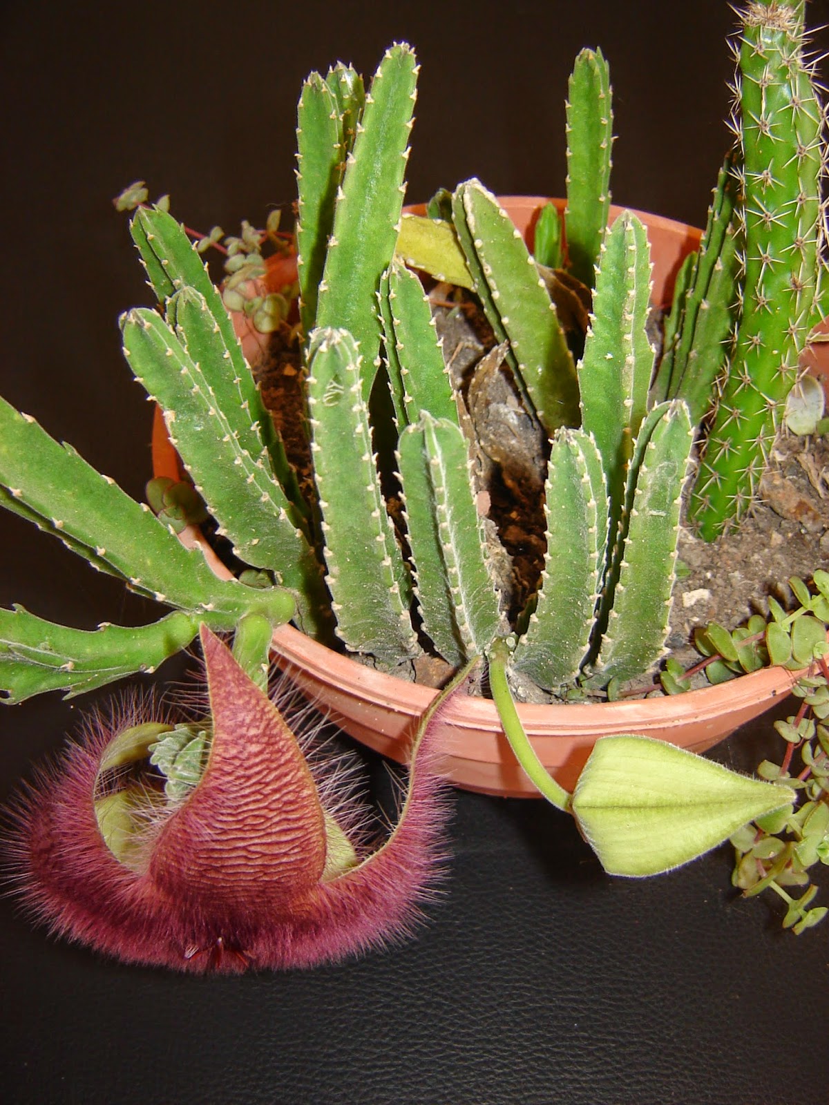 tutuna mituna: Stapelia / Flor estrella