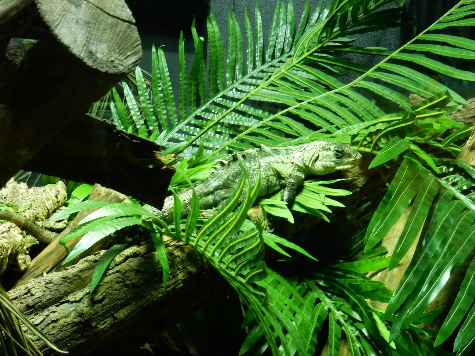 Raptormaniacs: London Zoo Part V: Reptile House