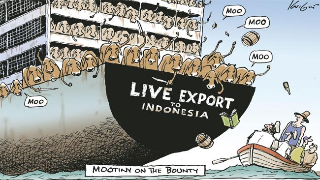 AboveCapricorn: Livestock Shipping within Indonesia to be Boosted