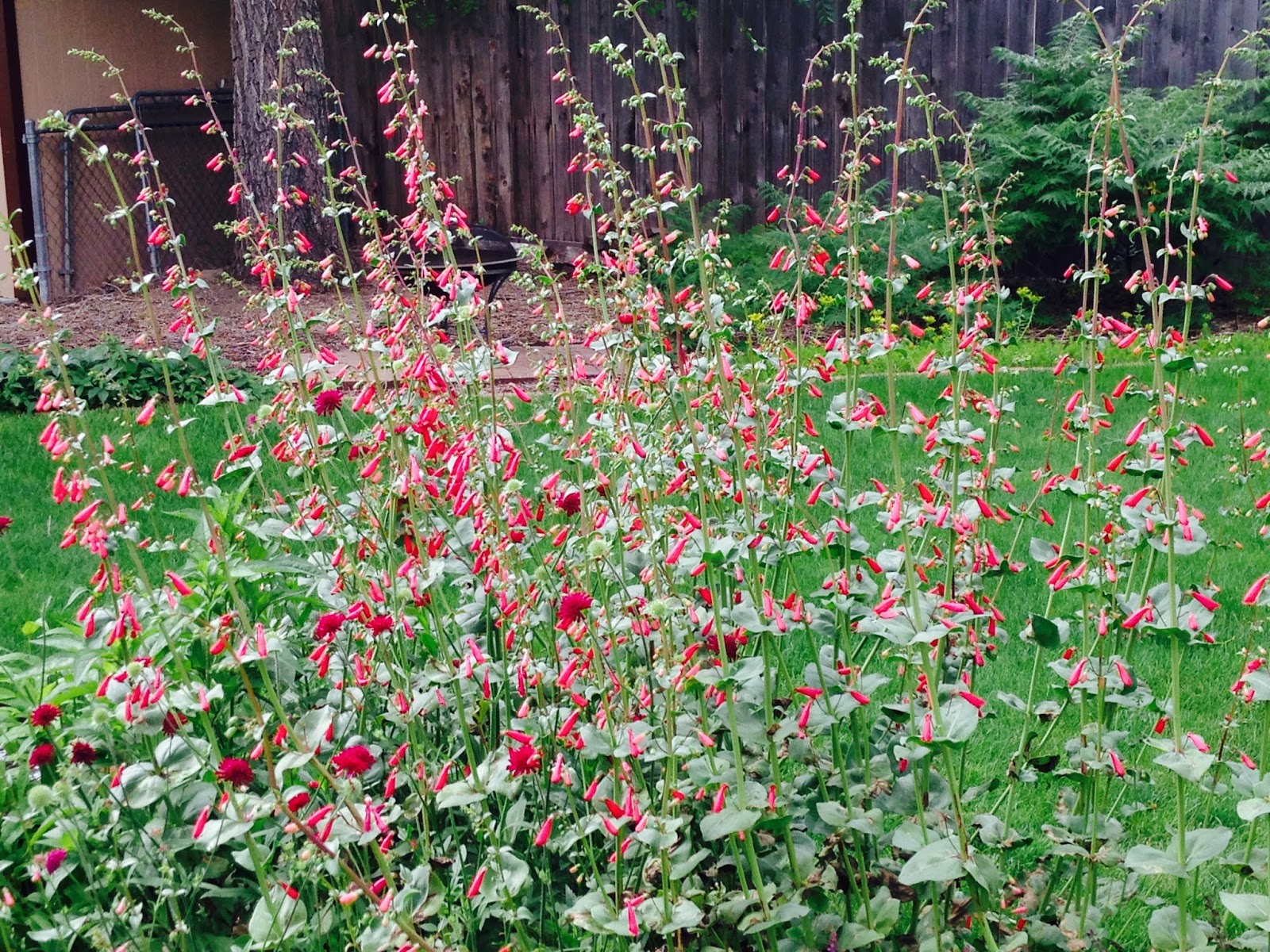 JeffCo Master Gardeners: Dividing Perennials by Donna Duffy