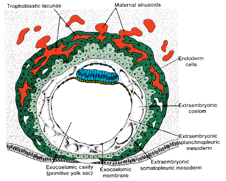NOTA KEDOKTERAN: Perkembangan Embrio Manusia
